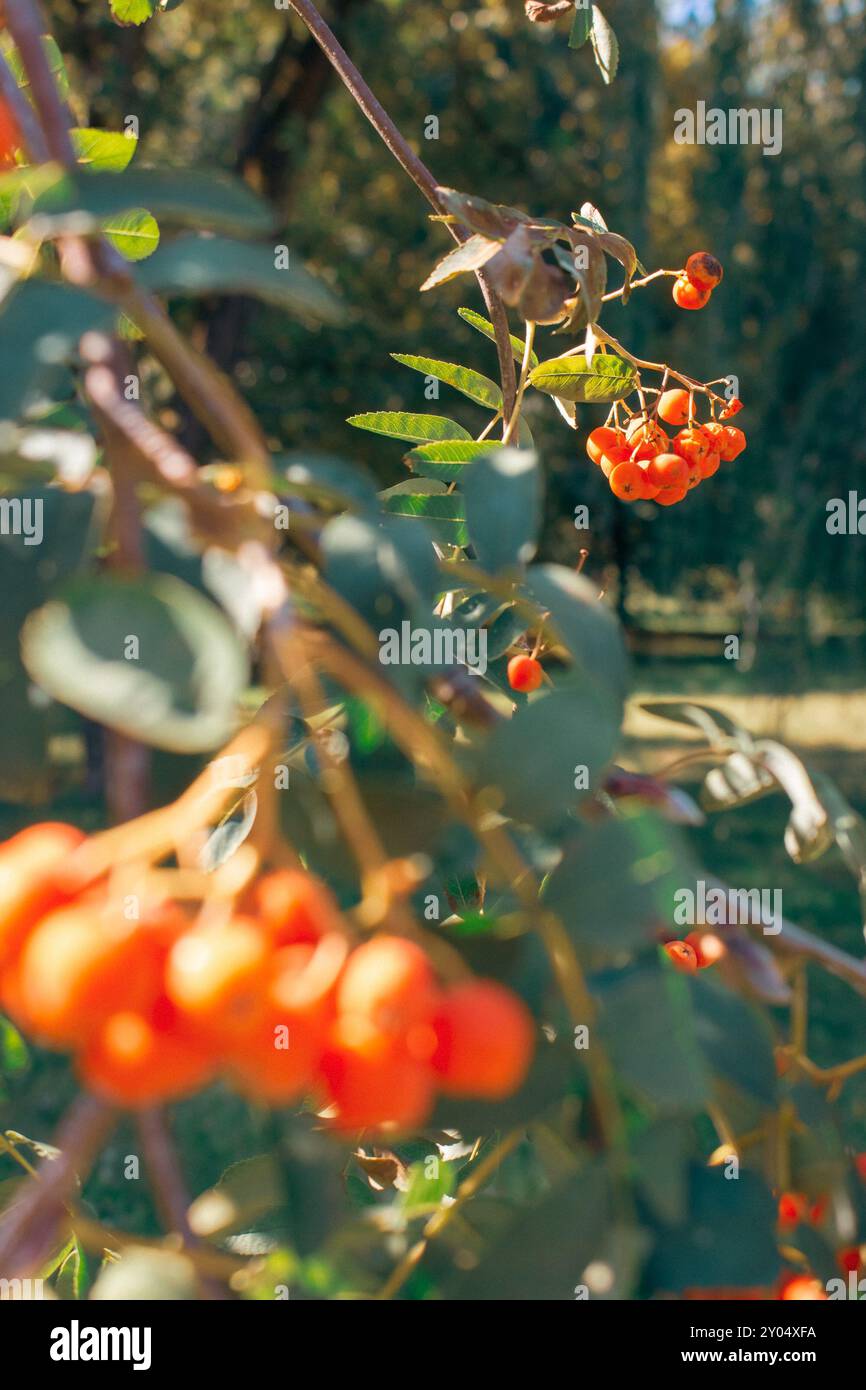 Rowan tree with rope berries against blue sky. Early autumn nature in ...