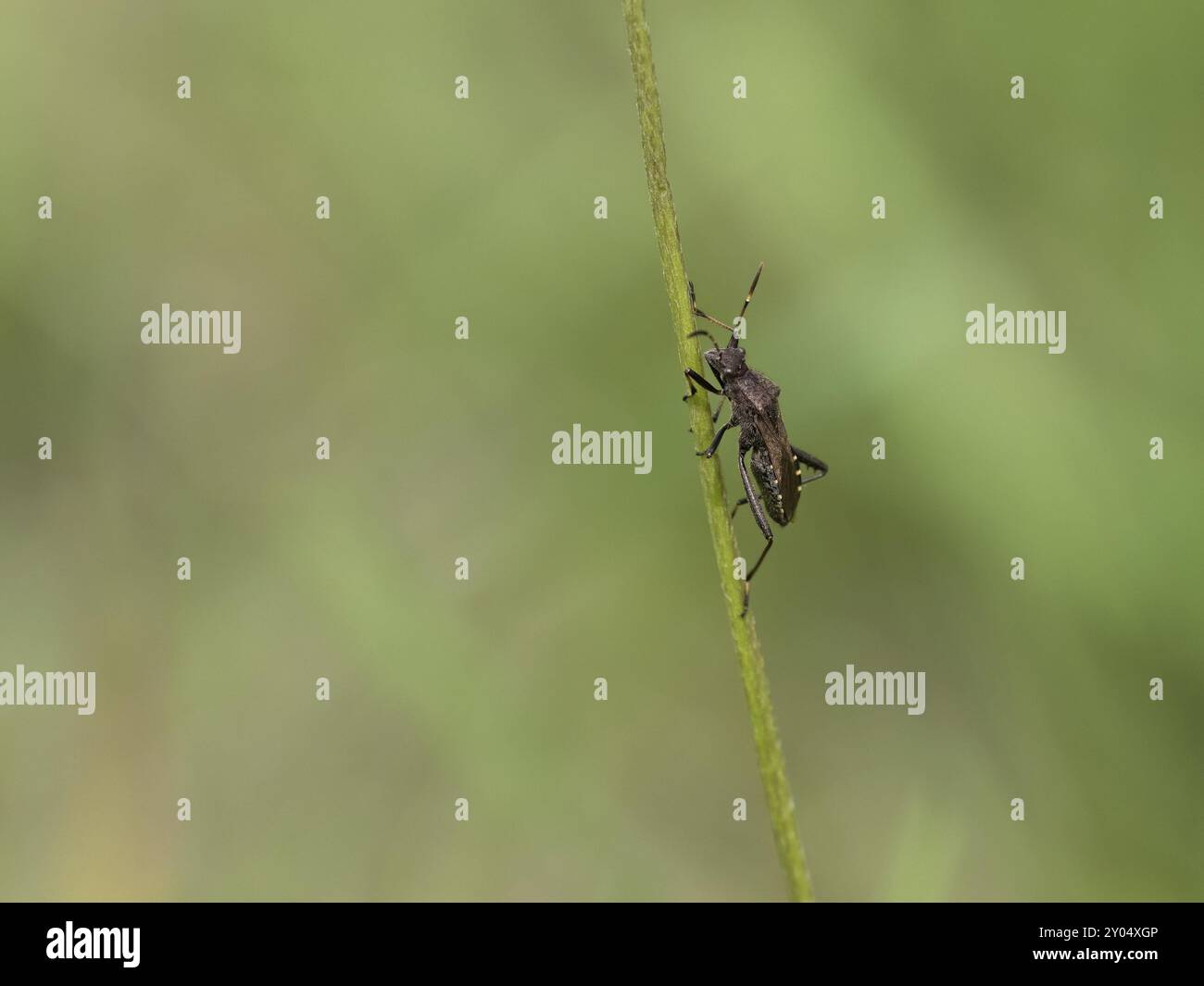 A boll weevil sits on a plant stalk Stock Photo - Alamy