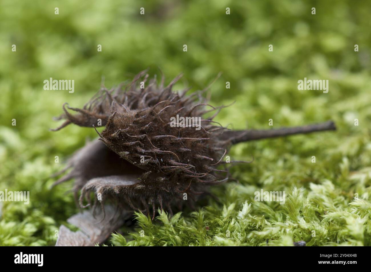 A beechnut shell lies on moss Stock Photo - Alamy