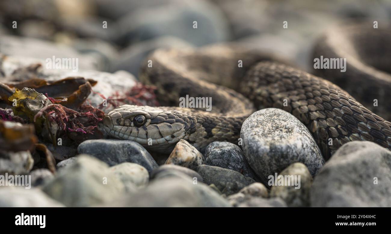 A Northwestern garter snake lies on pebbles on the shore Stock Photo ...