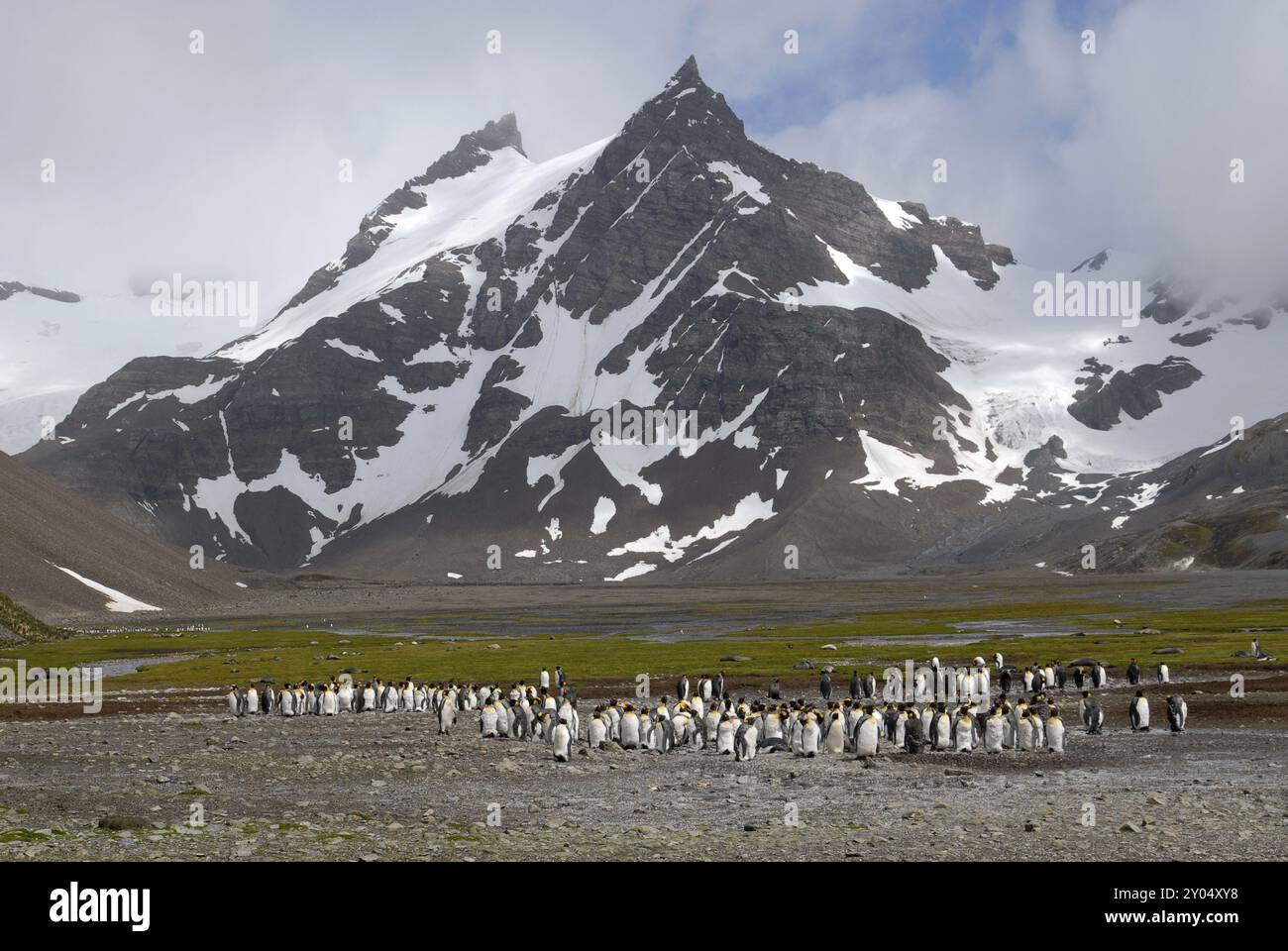 King penguins (Aptenodytes patagonicus) in front of the mountais of ...