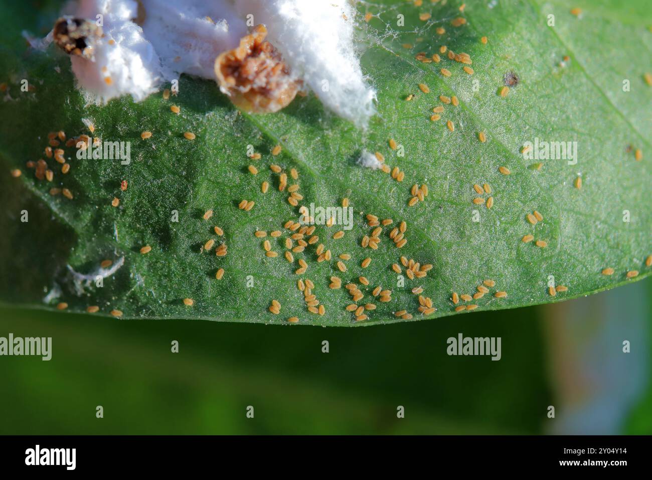 Coccus viridis hi-res stock photography and images - Alamy