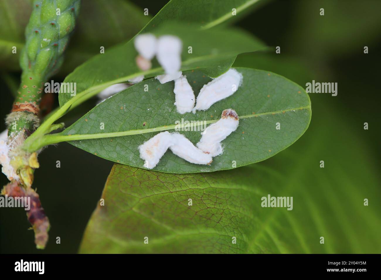 Regalis scale bug, white scale insect, Pulvinaria regalis . A sap ...