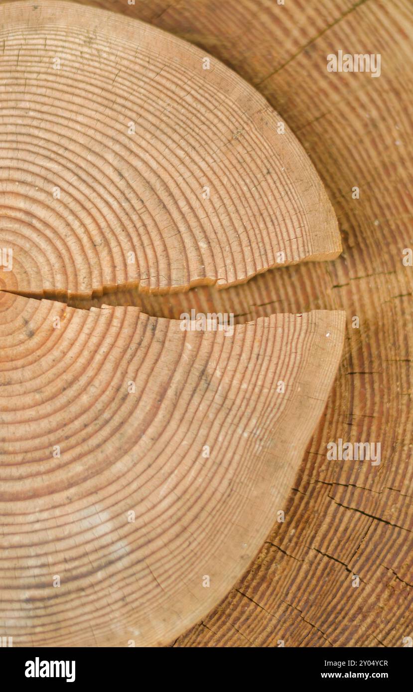 wood texture with annual rings, cracked surface of a felled stump ...
