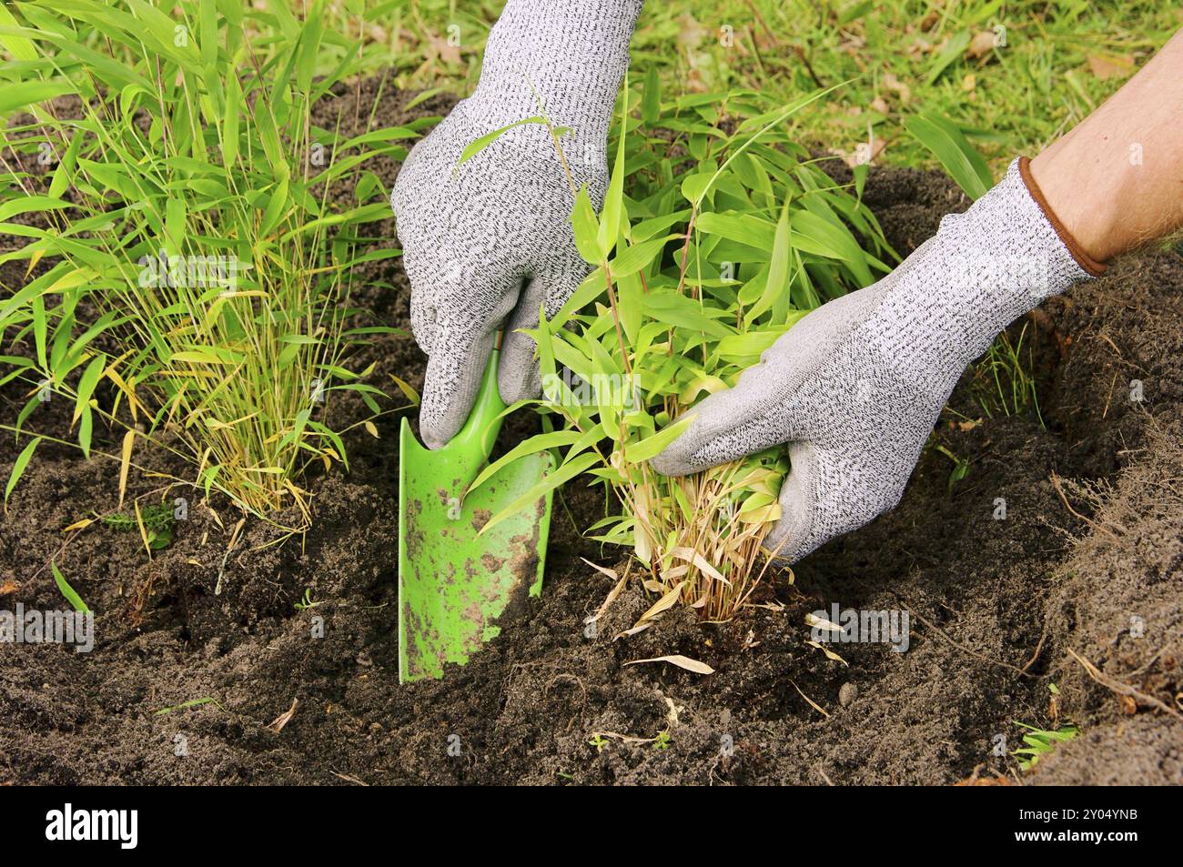 Bamboo planting, bamboo planting 01 Stock Photo - Alamy