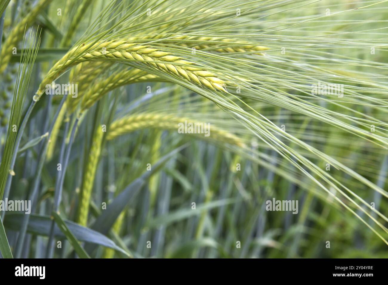 Gerstenfeld (Hordeum) in Bayern Stock Photo - Alamy