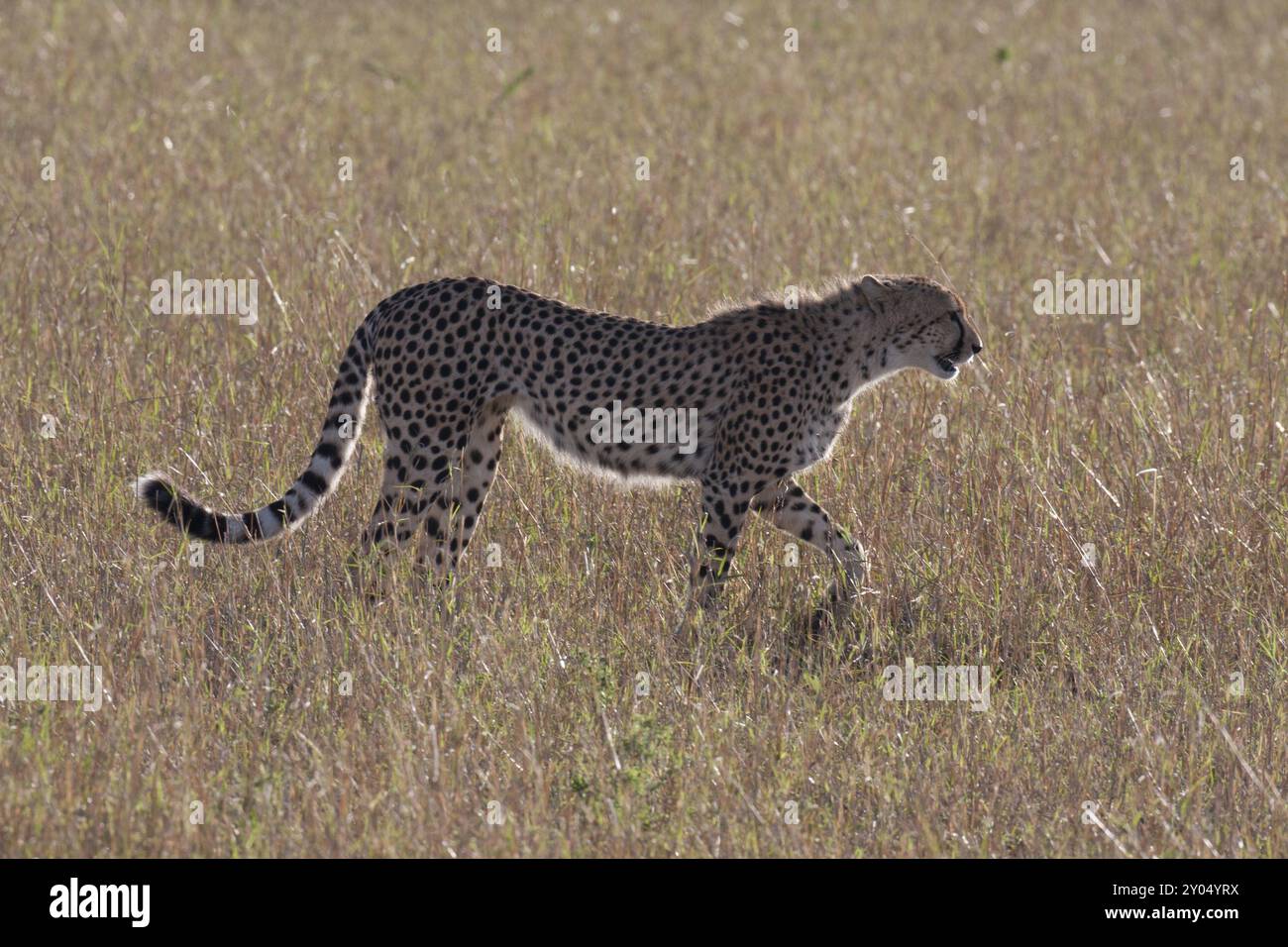 Cheetah in tall grasses hi-res stock photography and images - Alamy