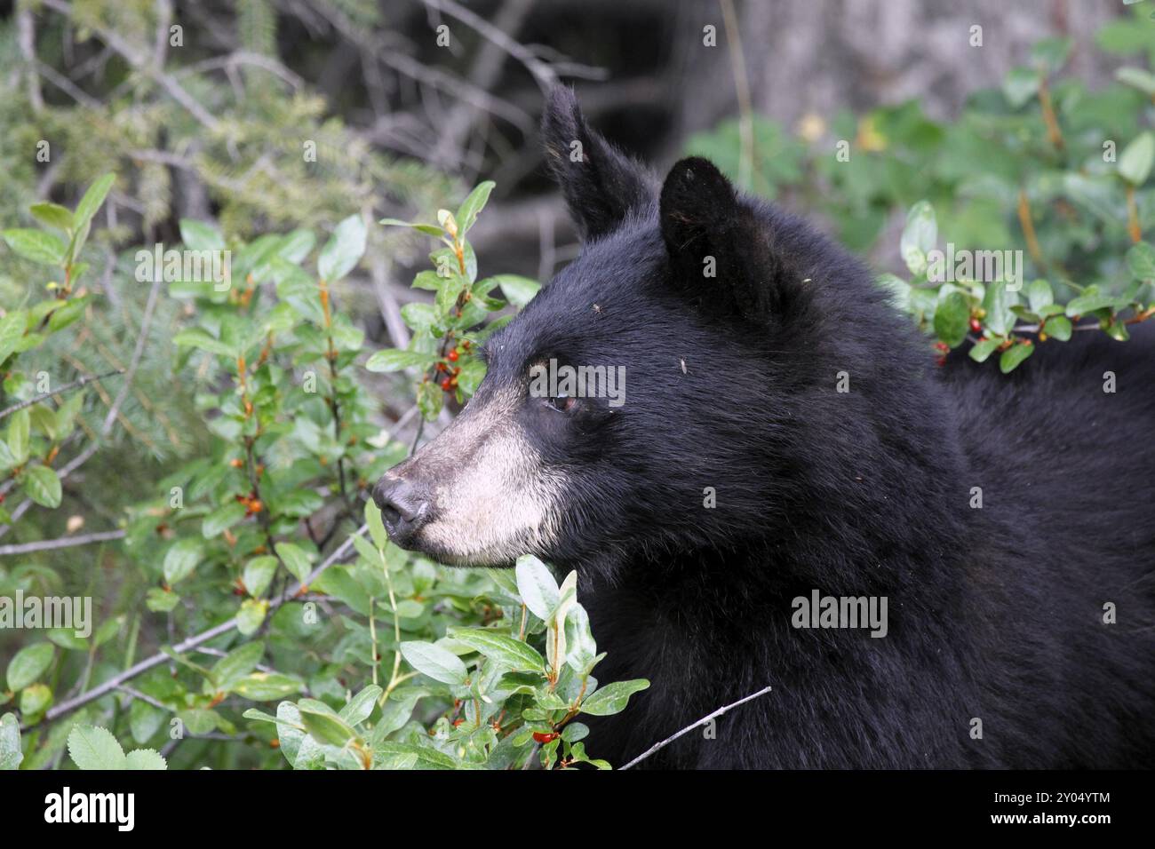 Black Bear, American Black Bear, Baribal, American Black Bear Stock ...