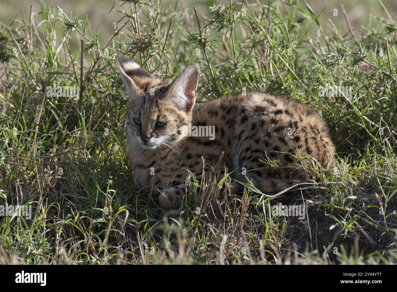Young serval in front of its den Stock Photo - Alamy