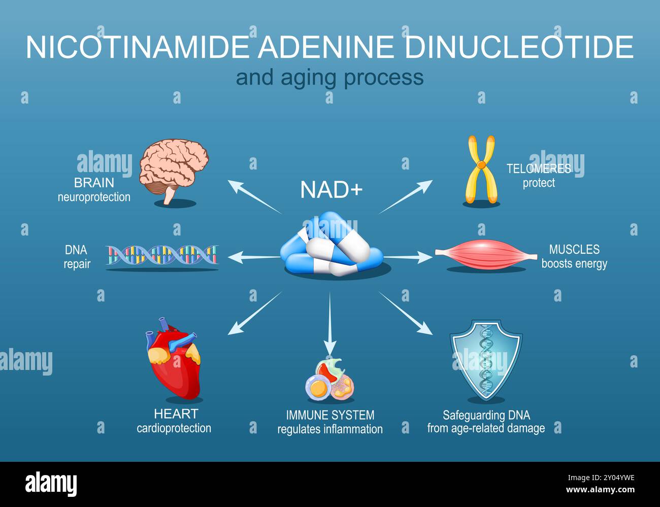 NAD. Aging process and Nicotinamide adenine dinucleotide. NAD plus. Senescence. Health Benefits ...