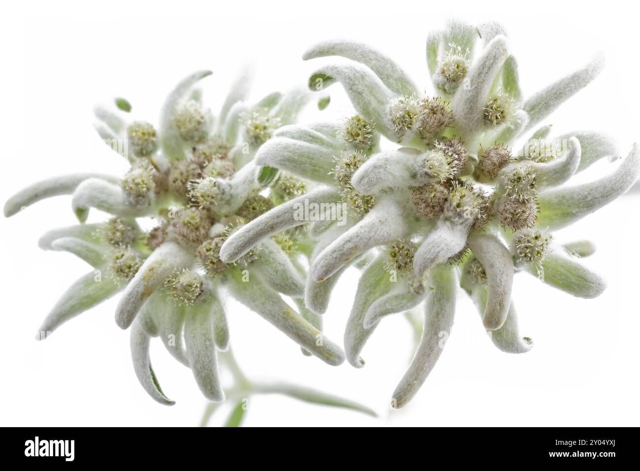 Alpine road in europe Cut Out Stock Images & Pictures - Alamy