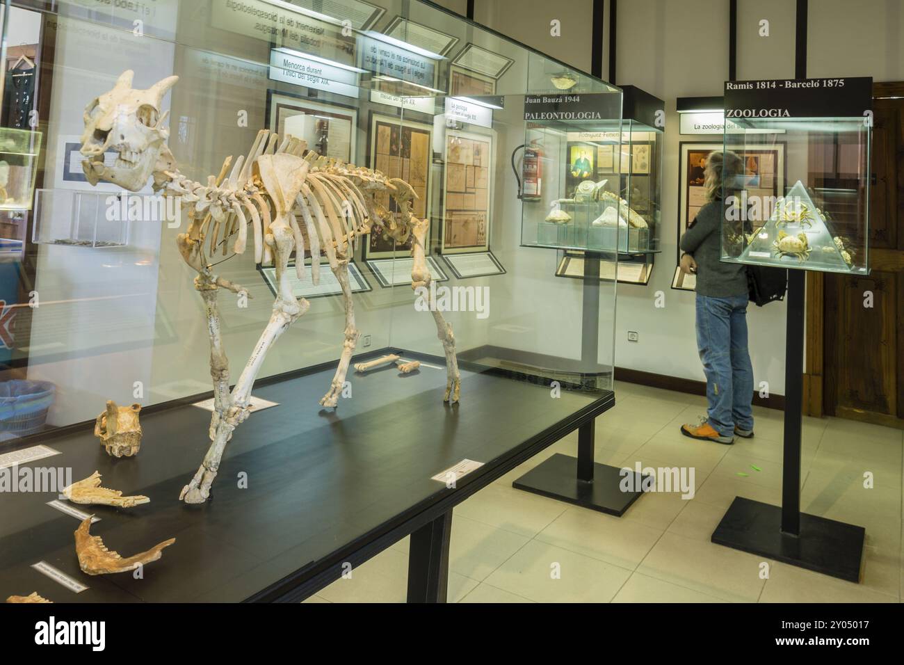 Myotragus balearicus (en griego Stock Photo - Alamy
