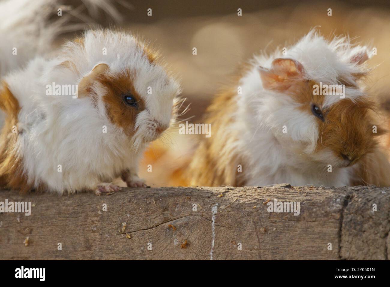Domestic guinea pig (Cavia porcellus form. domestica), rosette guinea ...