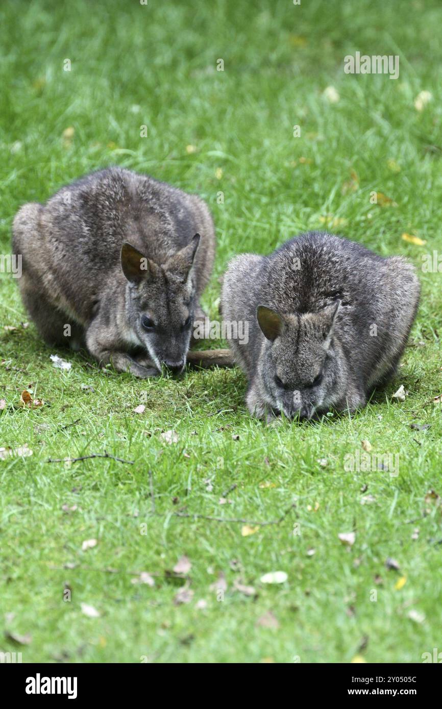 Australian parma wallaby macropus parma hi-res stock photography and ...