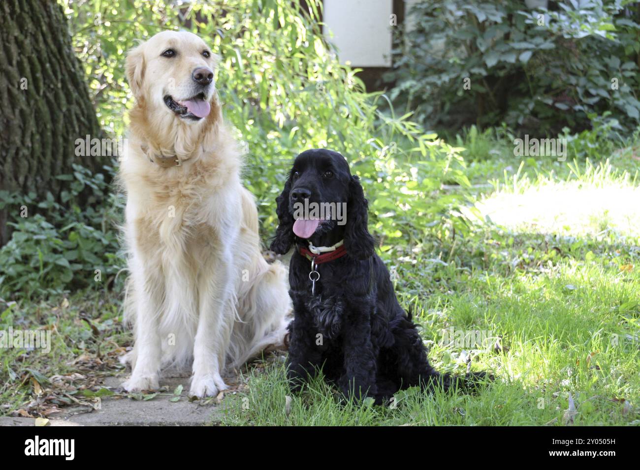 Golden Retriever and Cocker Spaniel Stock Photo - Alamy
