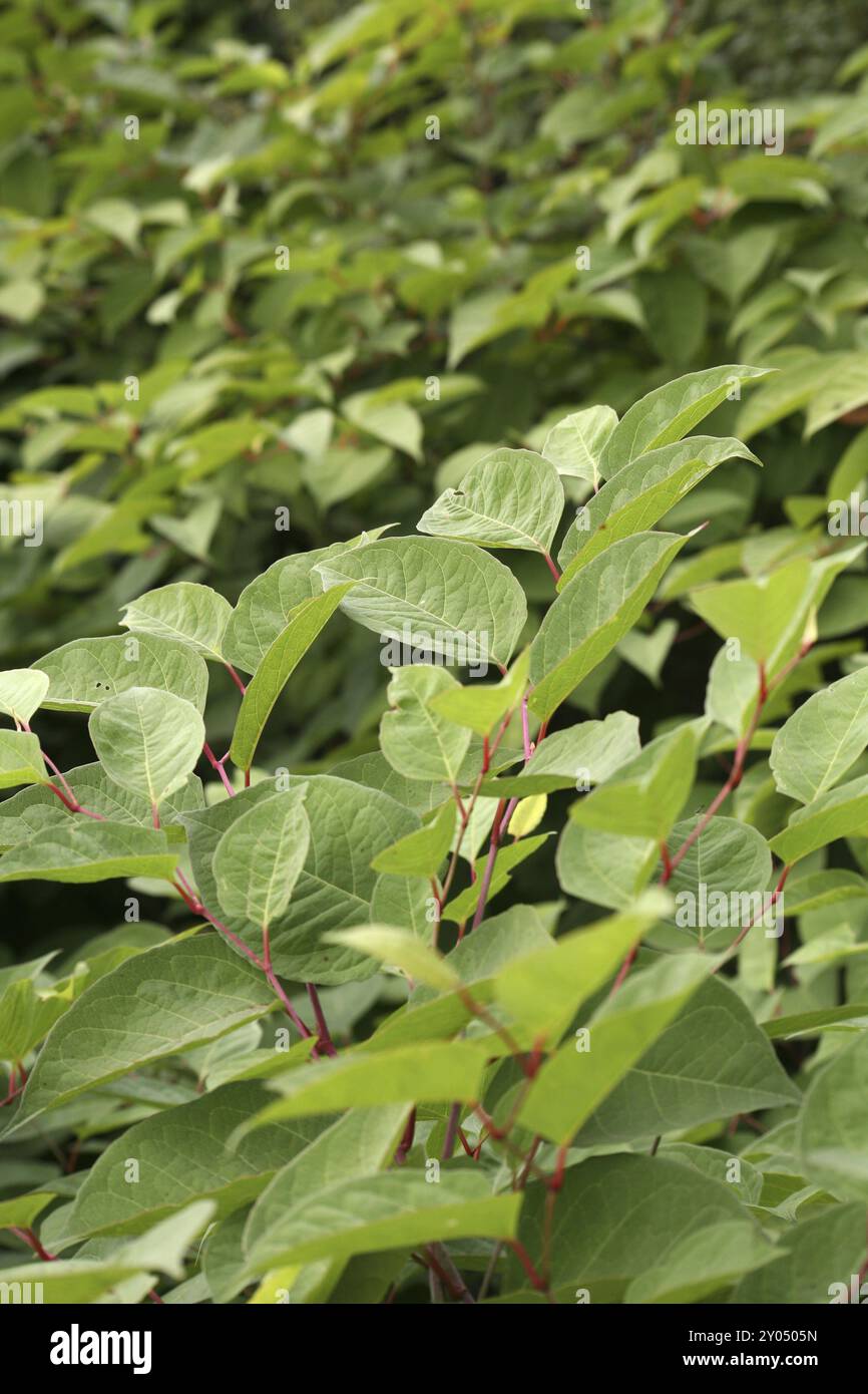 Japanese knotweed is a neophyte (a botanical newcomer), which overgrows ...