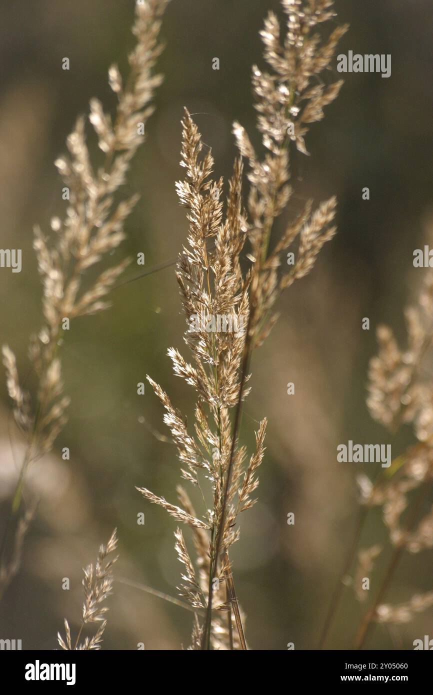 Golden grasses against the light Stock Photo - Alamy