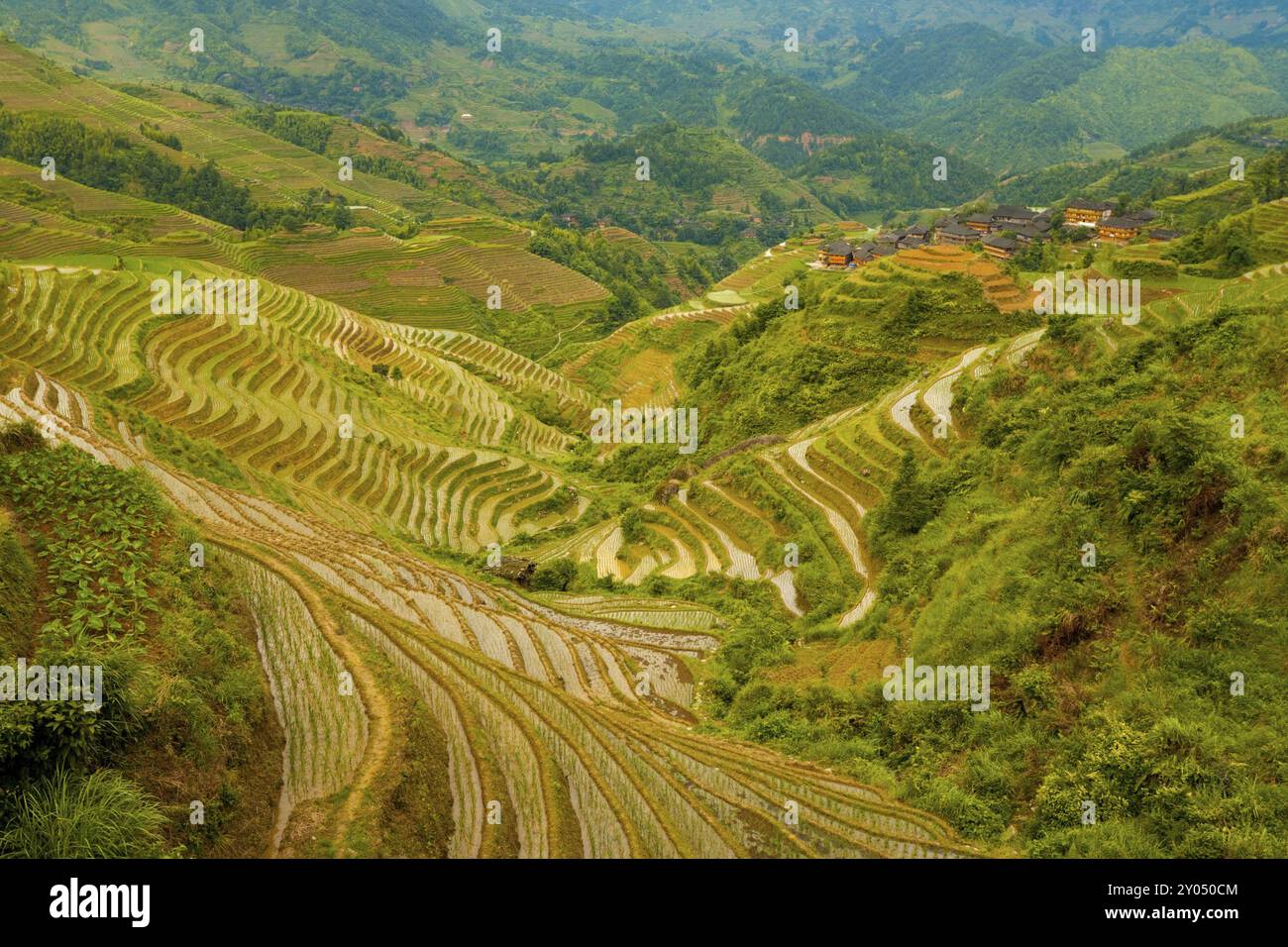 A steep set of flooded rice terraces stand next to a traditional ...
