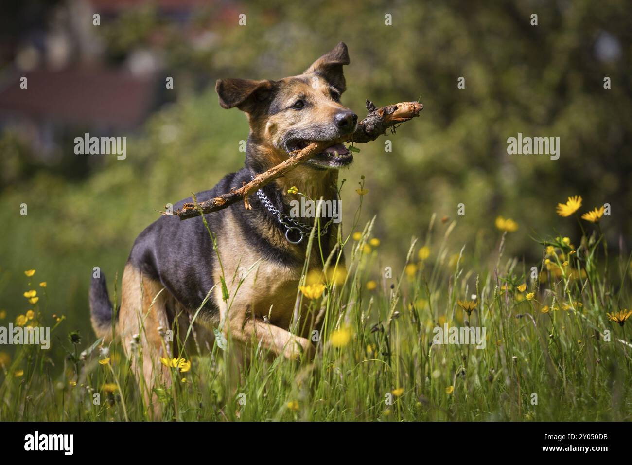 Mixed breed dog retrieving a stick, running uphill on a flower meadow ...