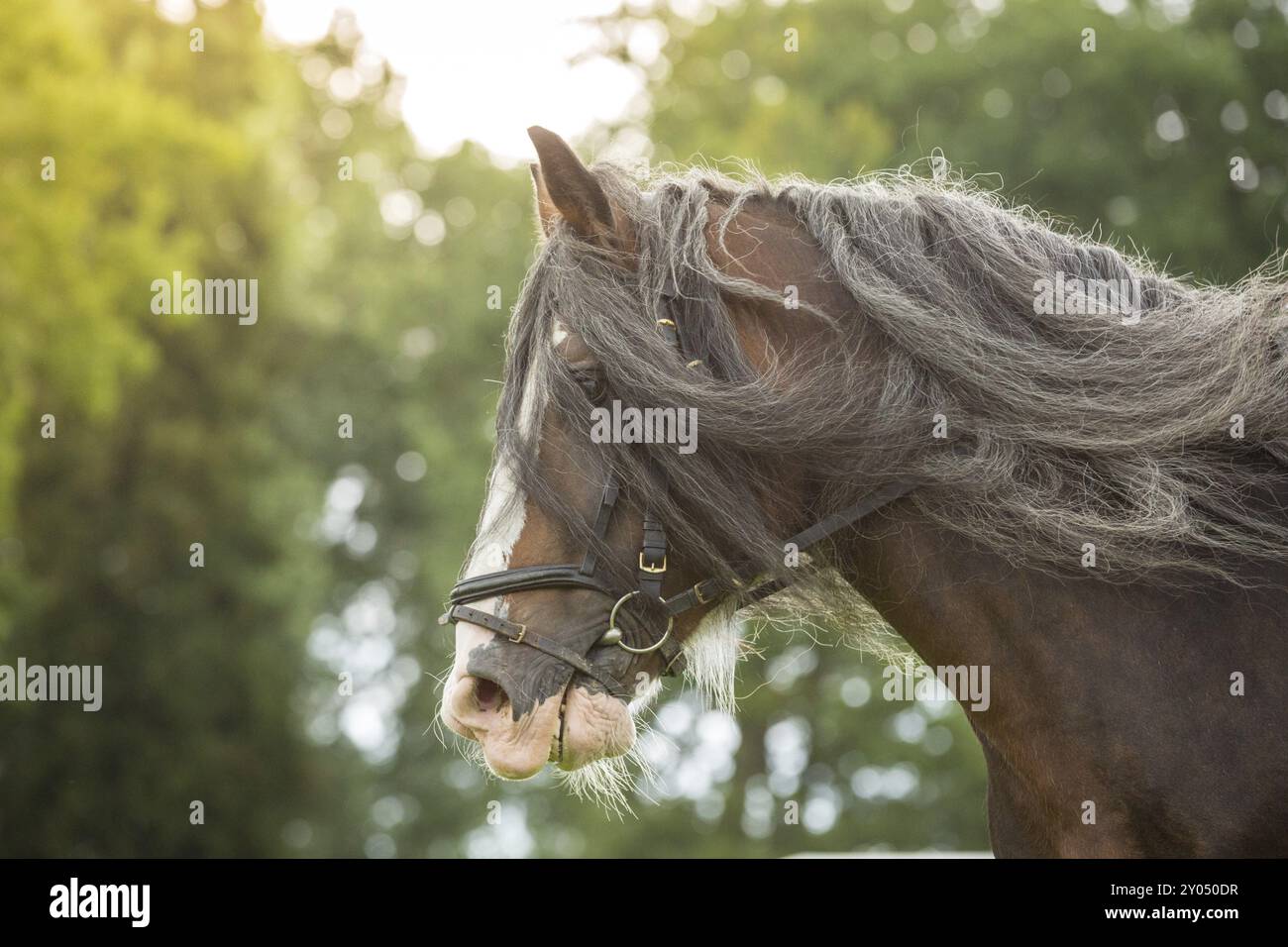 Shire horse equus ferus caballus hi-res stock photography and images ...