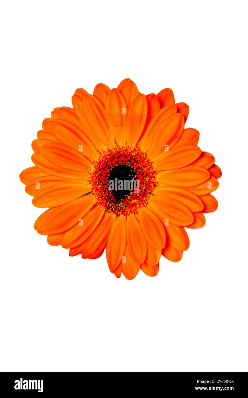 orange gerber flower isolated on white background Stock Photo - Alamy