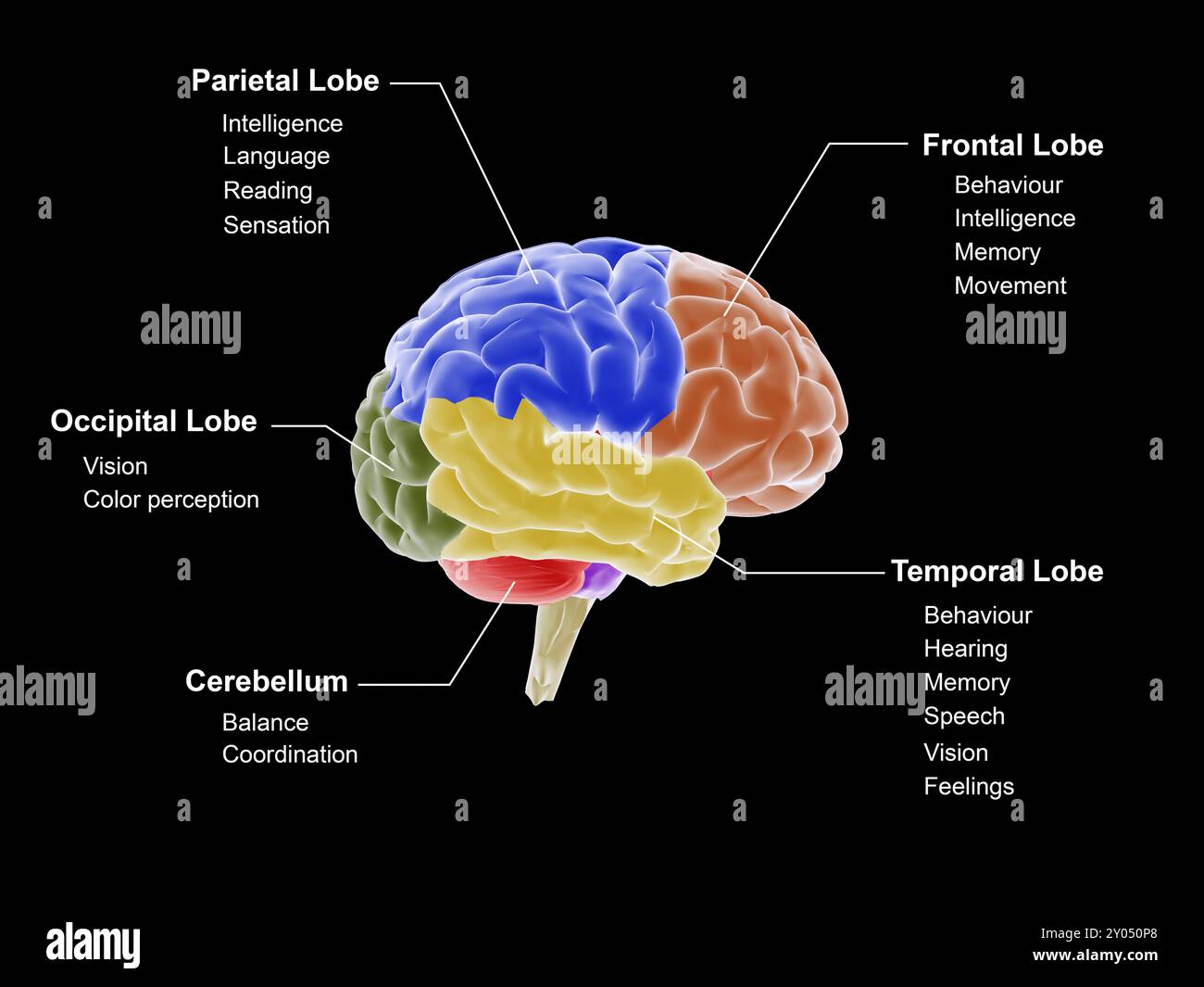 Different parts of the brain artwork hi-res stock photography and ...