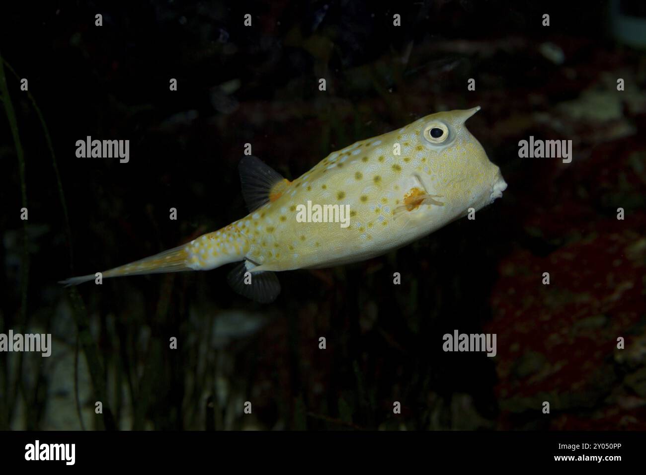Boxfish, Ostraciidae, boxfish Stock Photo - Alamy
