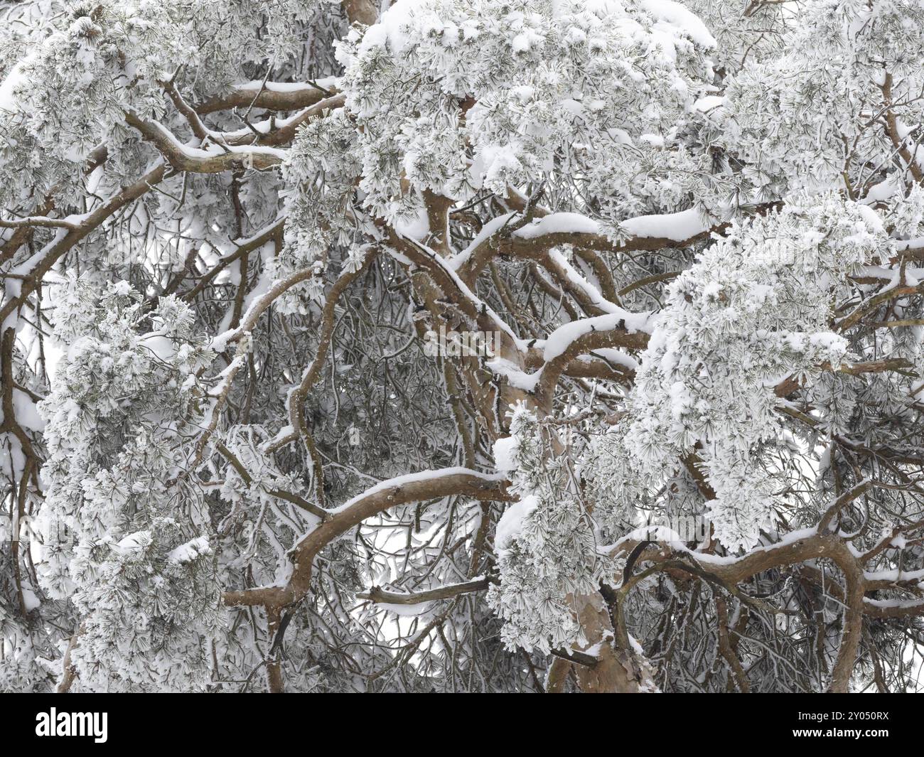 Branches of a frozen pine tree with snow Stock Photo - Alamy