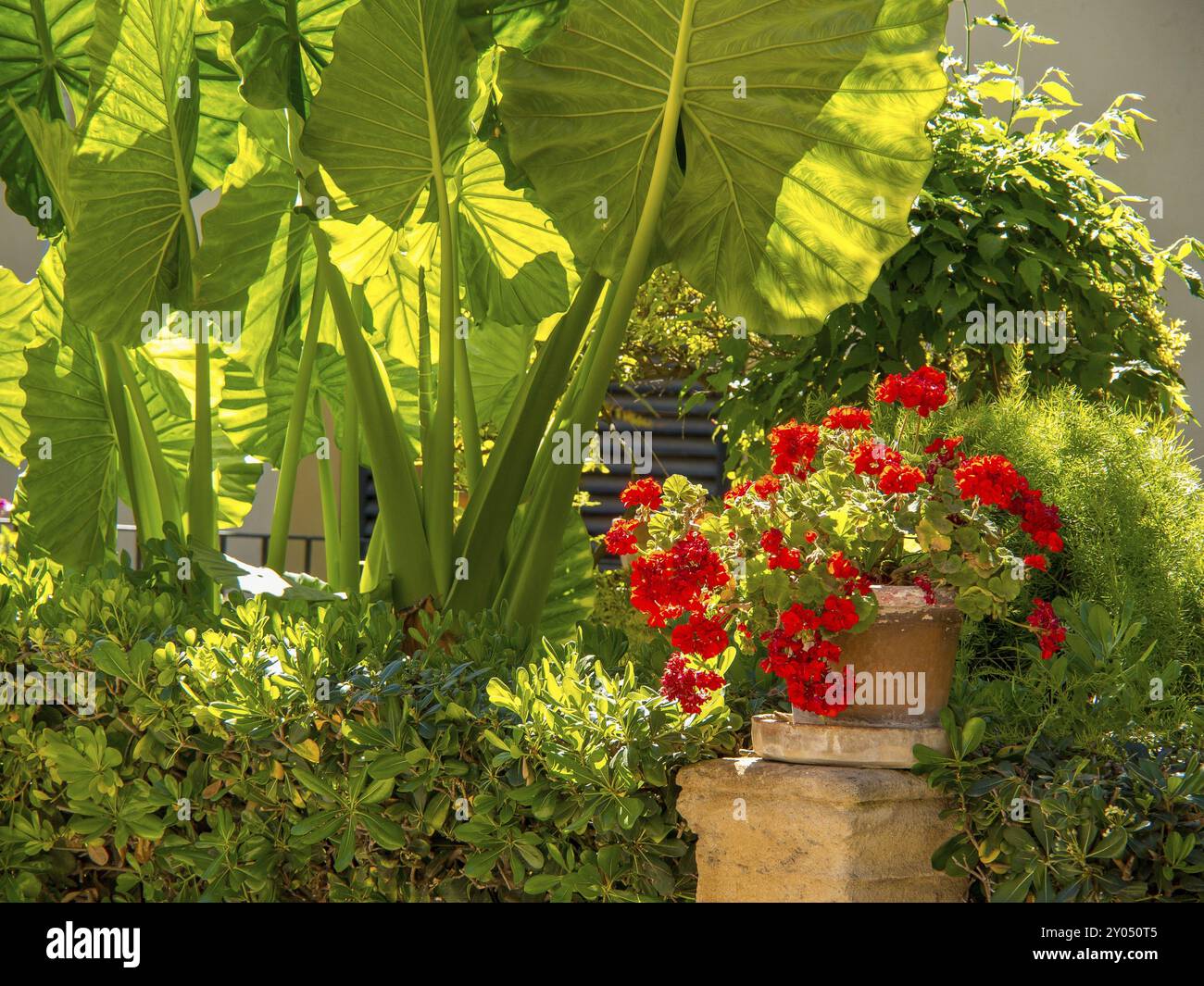 Lush garden with a flower pot full of red flowers and large green ...