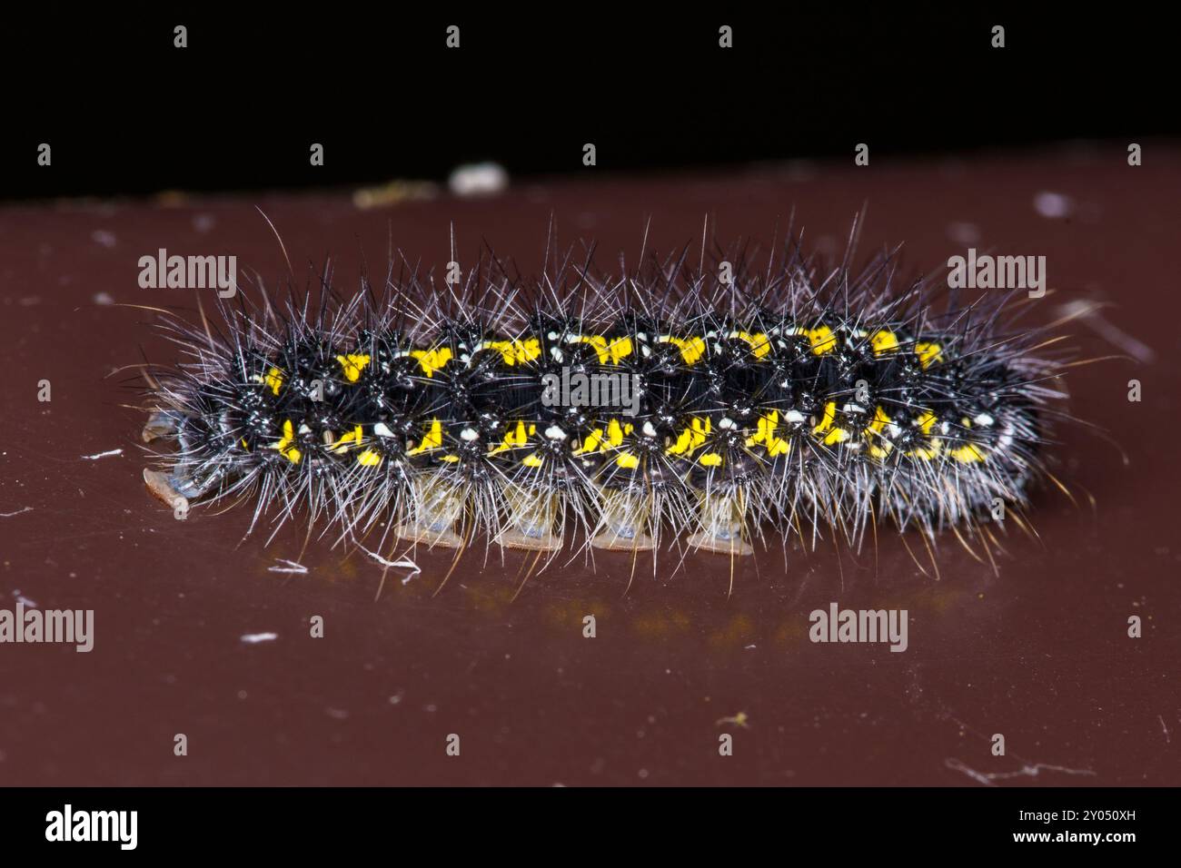 Callimorpha dominula Family Erebidae Genus Callimorpha Scarlet Tiger ...