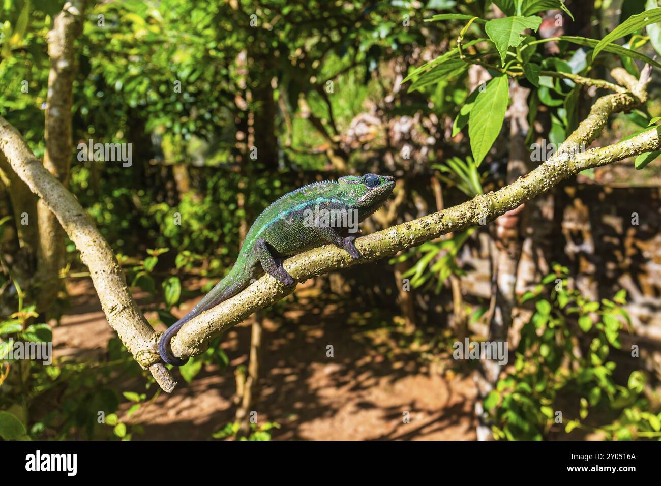 Colourful chameleon climbing on tree branch and looking with one eye ...