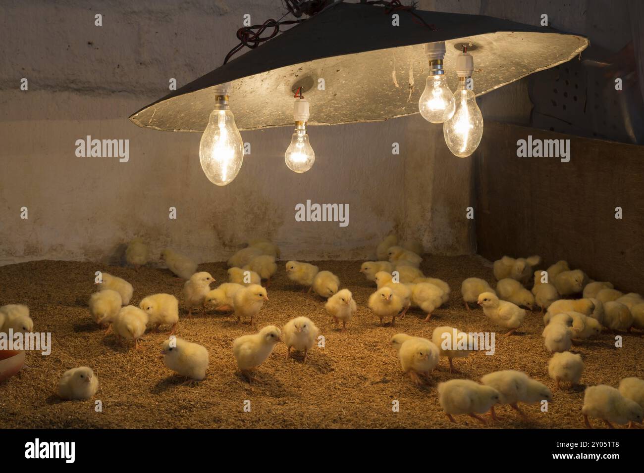 Photograph of one day old chicken under a heat lamp Stock Photo - Alamy