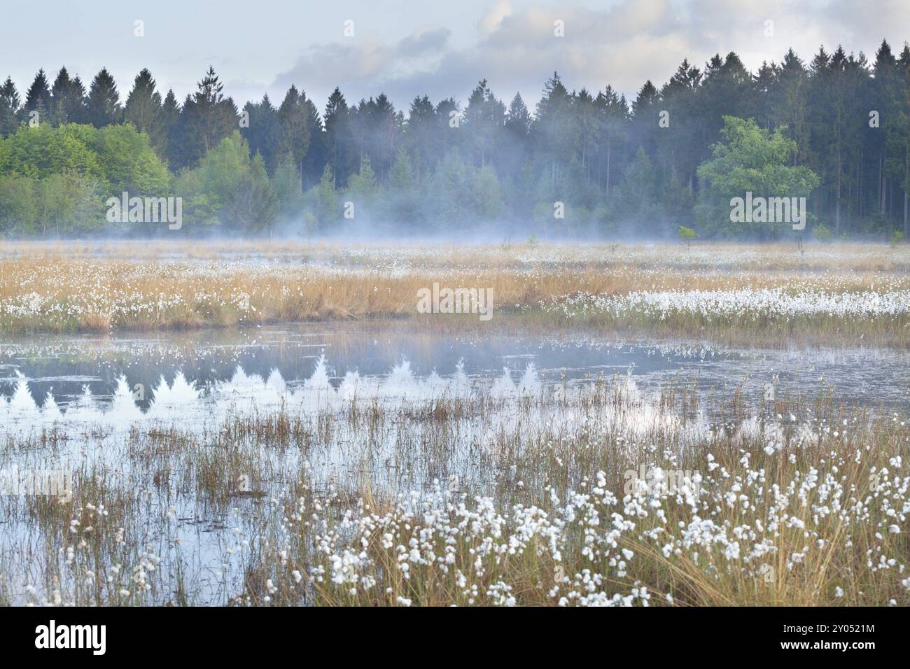 Misty morning on wild forest swamp, Drenthe, Netherlands Stock Photo ...
