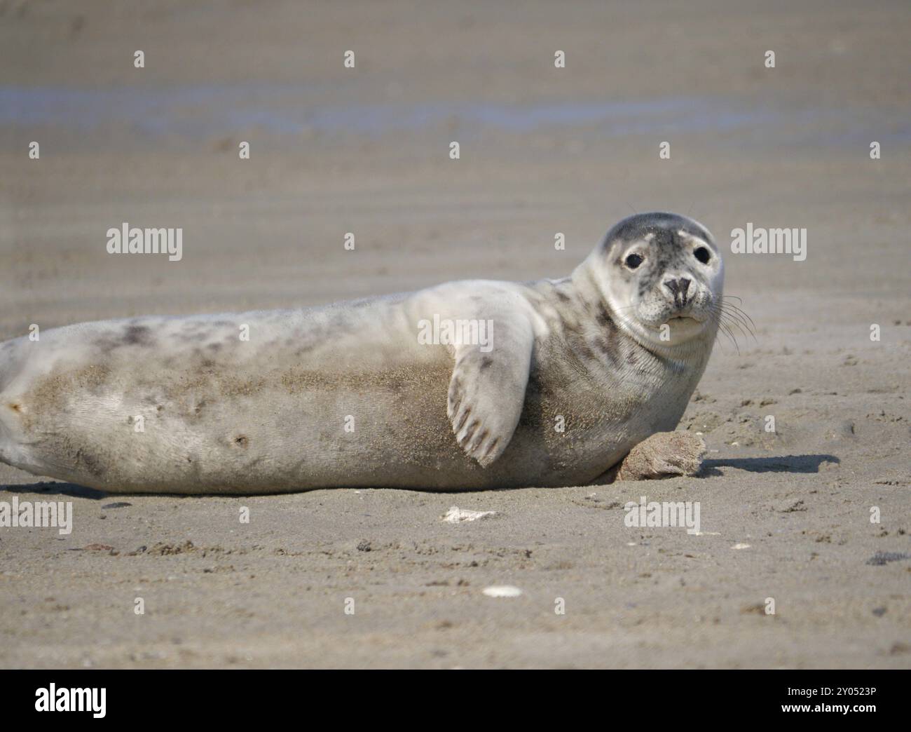 Male common seal hi-res stock photography and images - Alamy