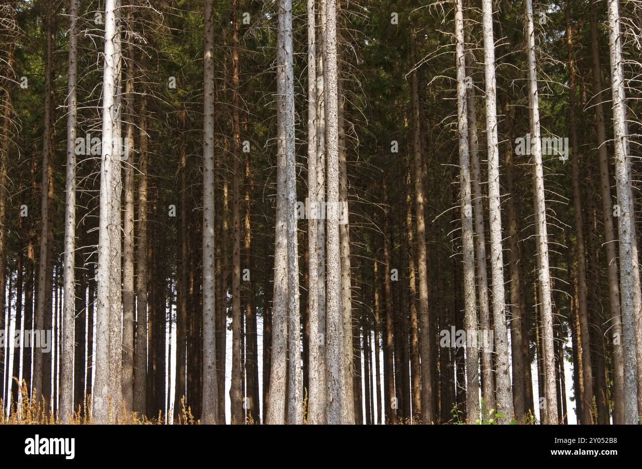 Typical spruce monoculture wood in Stock Photo - Alamy