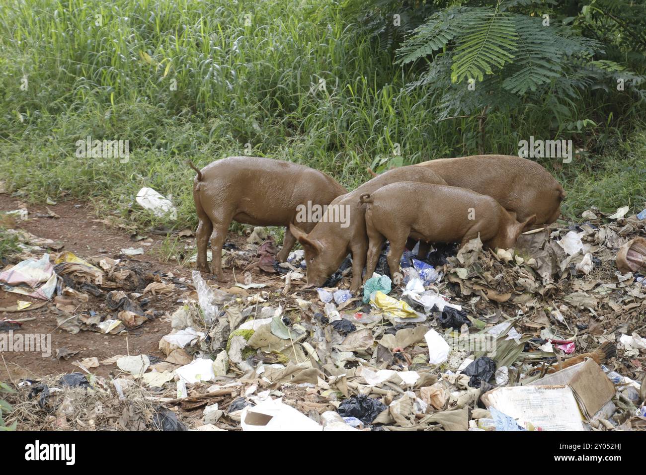 Pigs on a rubbish dump Stock Photo - Alamy