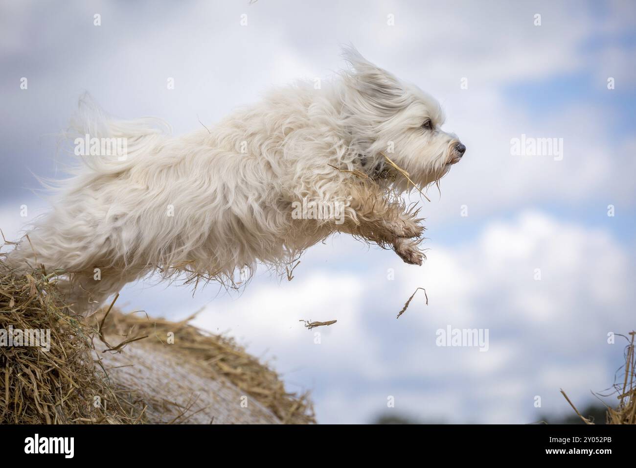 Small white dog jumps from one bale of straw to the next Stock Photo ...