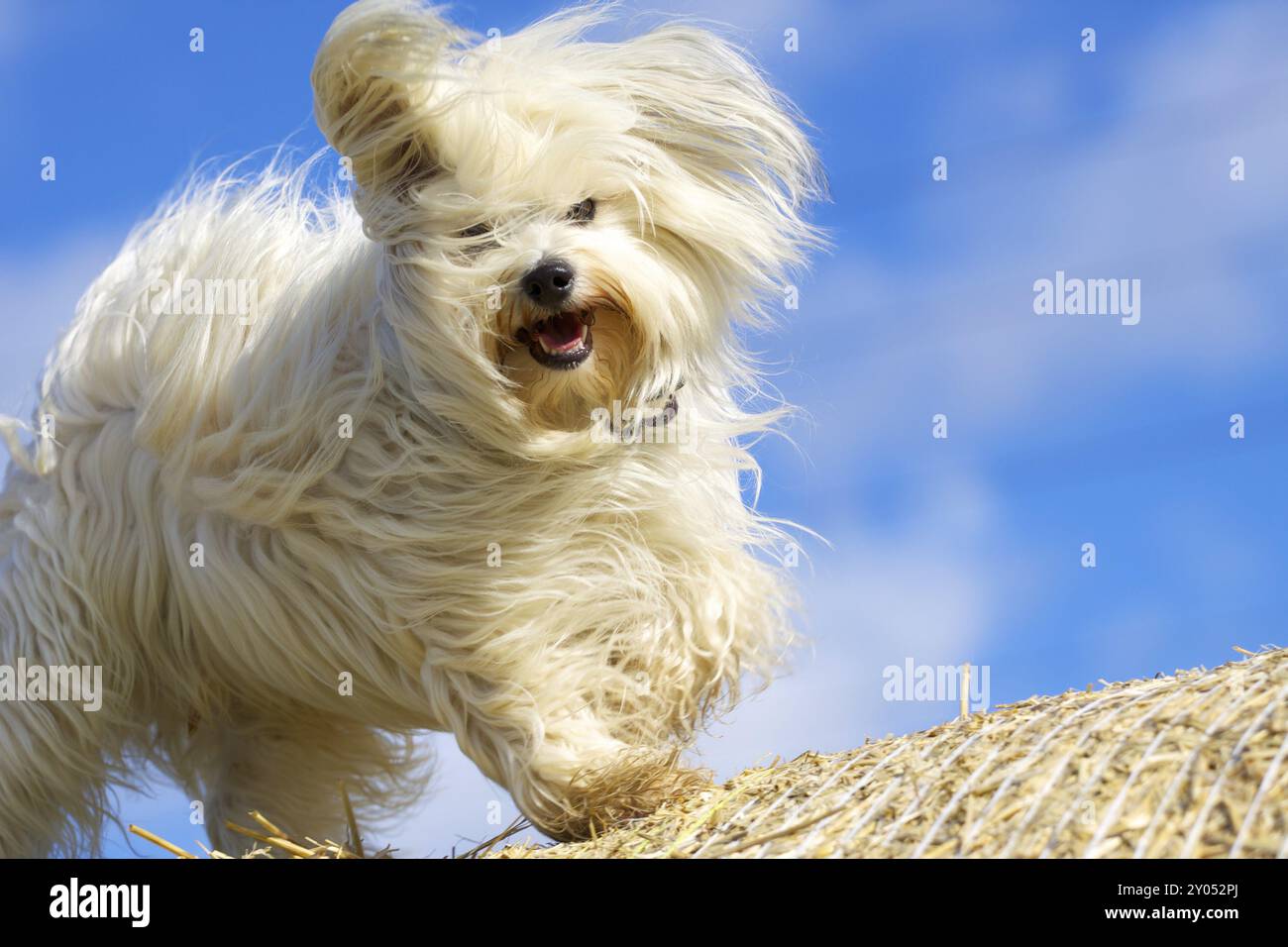Havanese in full action on a bale of straw in a strong wind Stock Photo ...