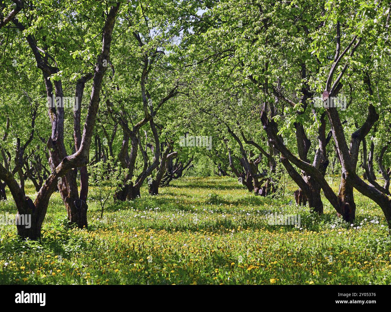 Beautiful orchards blooming in hi-res stock photography and images - Alamy
