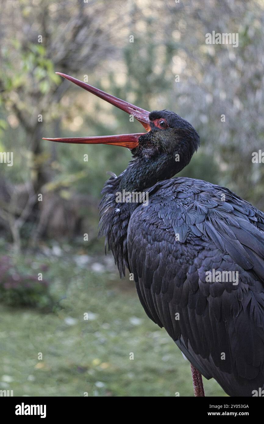 Black stork released in the wild park. a rare bird species threatened ...