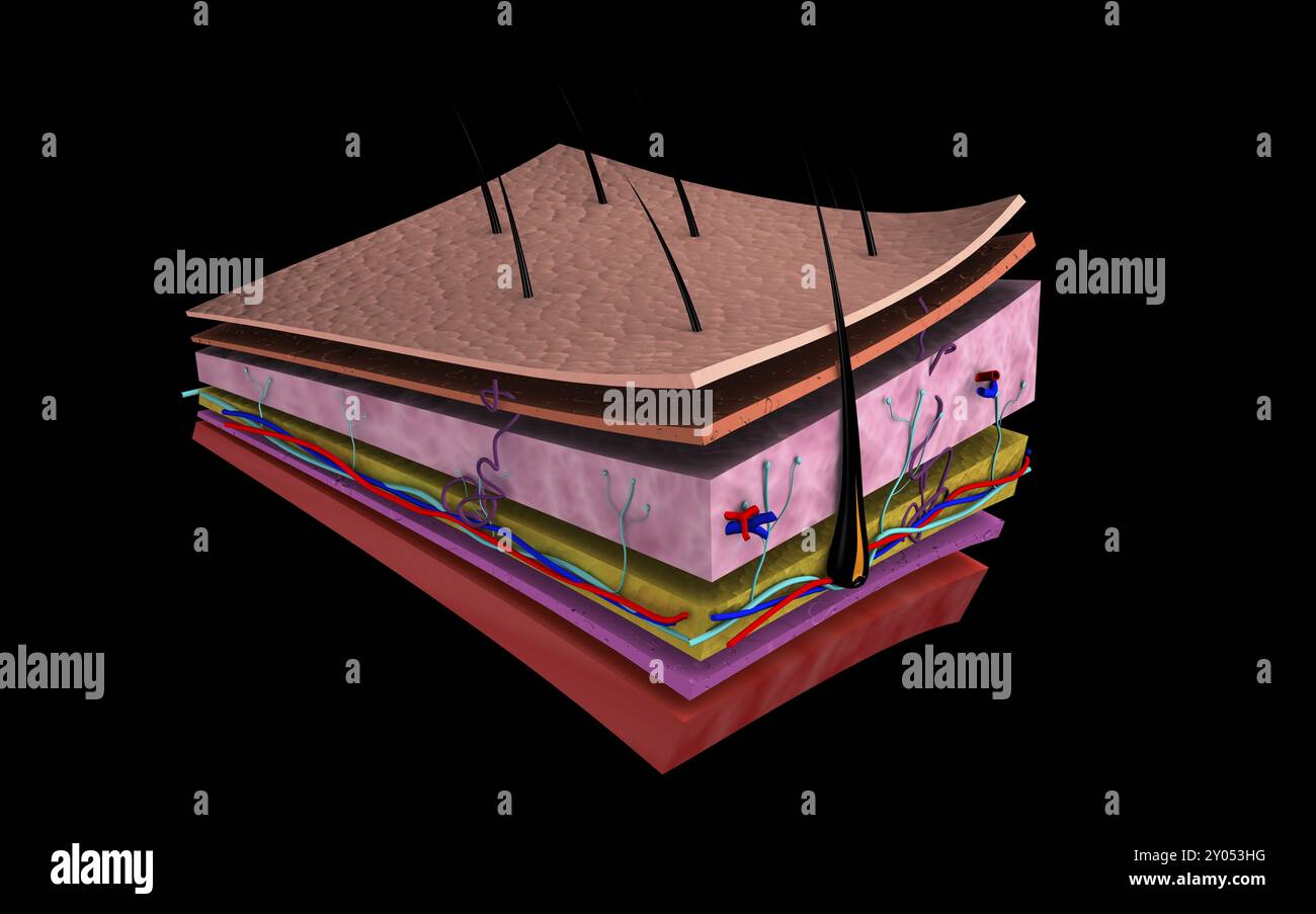 Layers of the skin hi-res stock photography and images - Alamy
