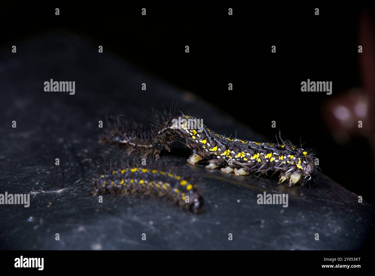 Birth of Callimorpha dominula Family Erebidae Genus Callimorpha Scarlet ...