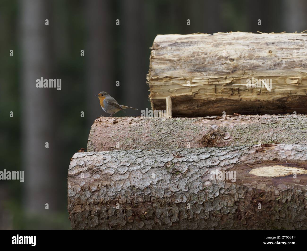 Spruce flycatcher hi-res stock photography and images - Alamy