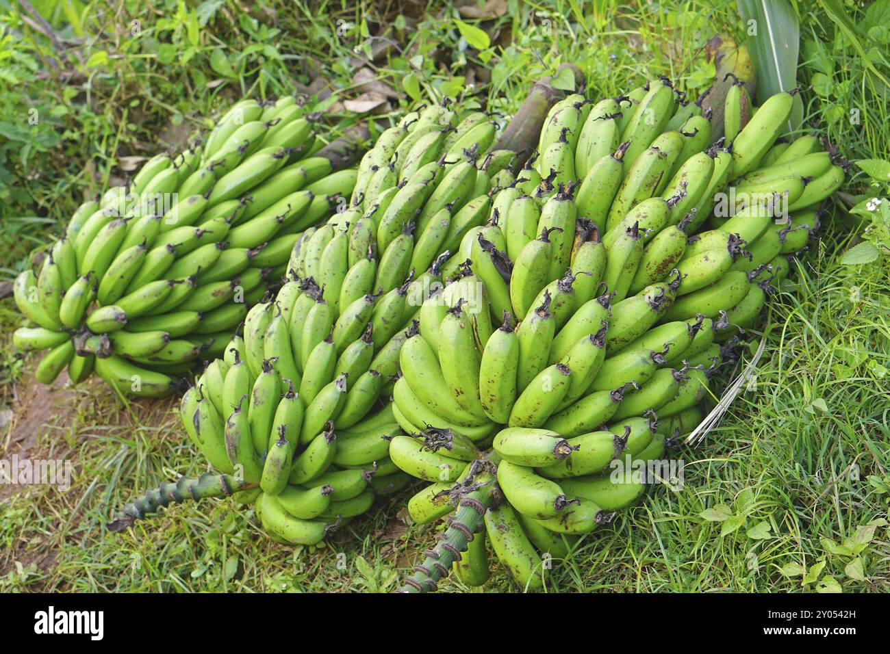 Bunch of green raw bananas in Africa Stock Photo - Alamy