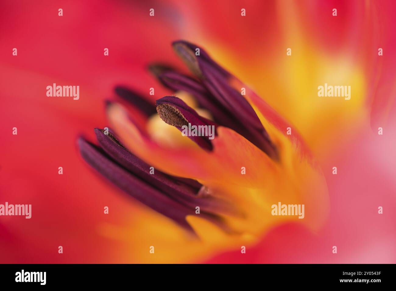 A look inside a tulip flower Stock Photo - Alamy