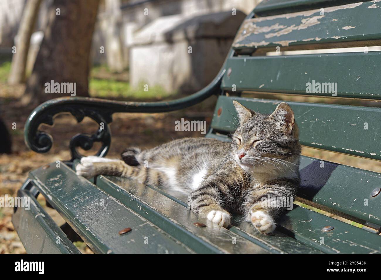 Cat on bench in park sunbathing Stock Photo - Alamy