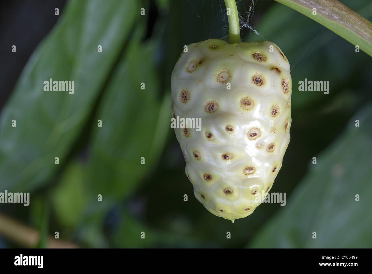 Noni fruit (Morinda citrifolia), Moorea, French Polynesia, Society ...