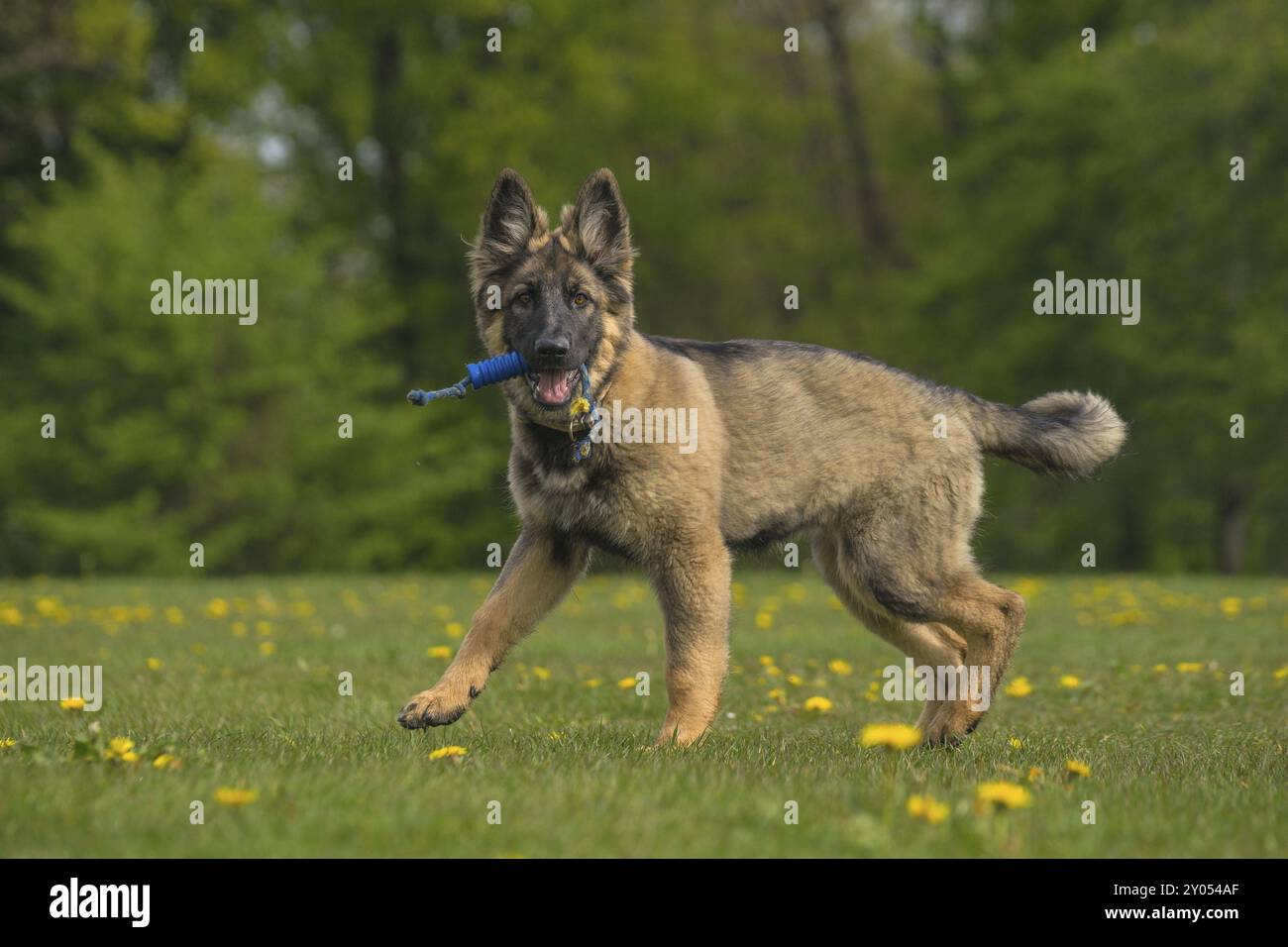 Shepherd dog (puppy Stock Photo - Alamy