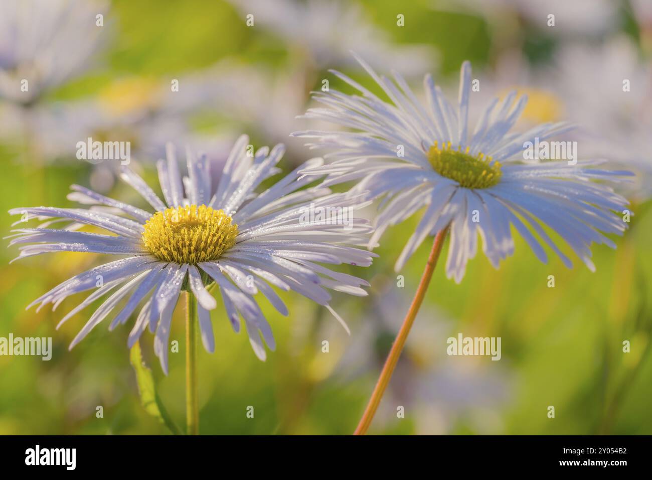 Summer daisy blossoms Stock Photo - Alamy