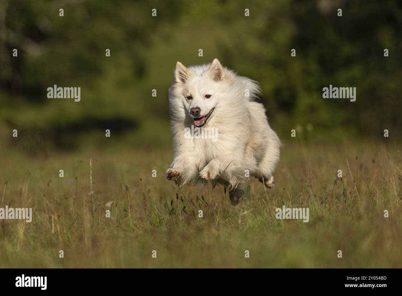 My flying fox Stock Photo - Alamy
